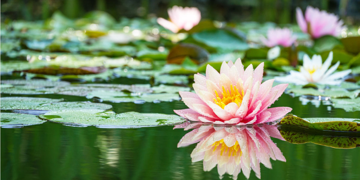 Nature-Scened Collection of Lotus Flowers Sign Template | Square Signs